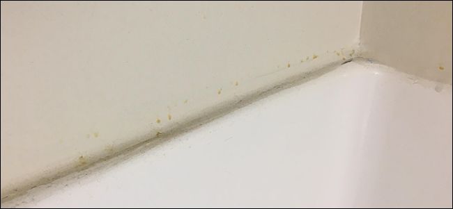 Tiny Brown Spots On Walls What Are Some Bugs That Leave Black Spots On