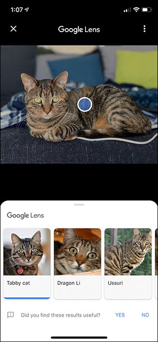 How to Use Google Lens on the iPhone